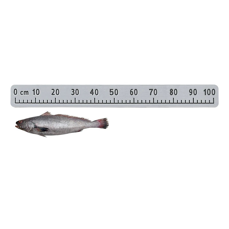 EVA Foam Non-Slip Self-Adhesive Fishing Ruler – Pro Tackle World